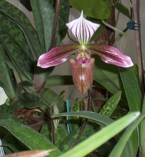 Paph purpuratum | Slippertalk Orchid Forum