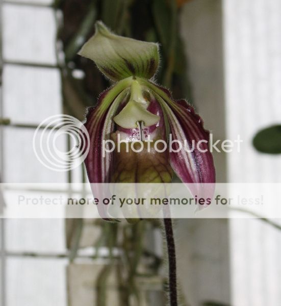 Paph sangii | Slippertalk Orchid Forum