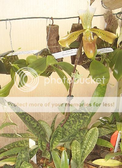 Paph tonsum and purpuratum | Slippertalk Orchid Forum