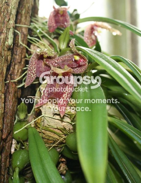 Trias disciflora | Slippertalk Orchid Forum