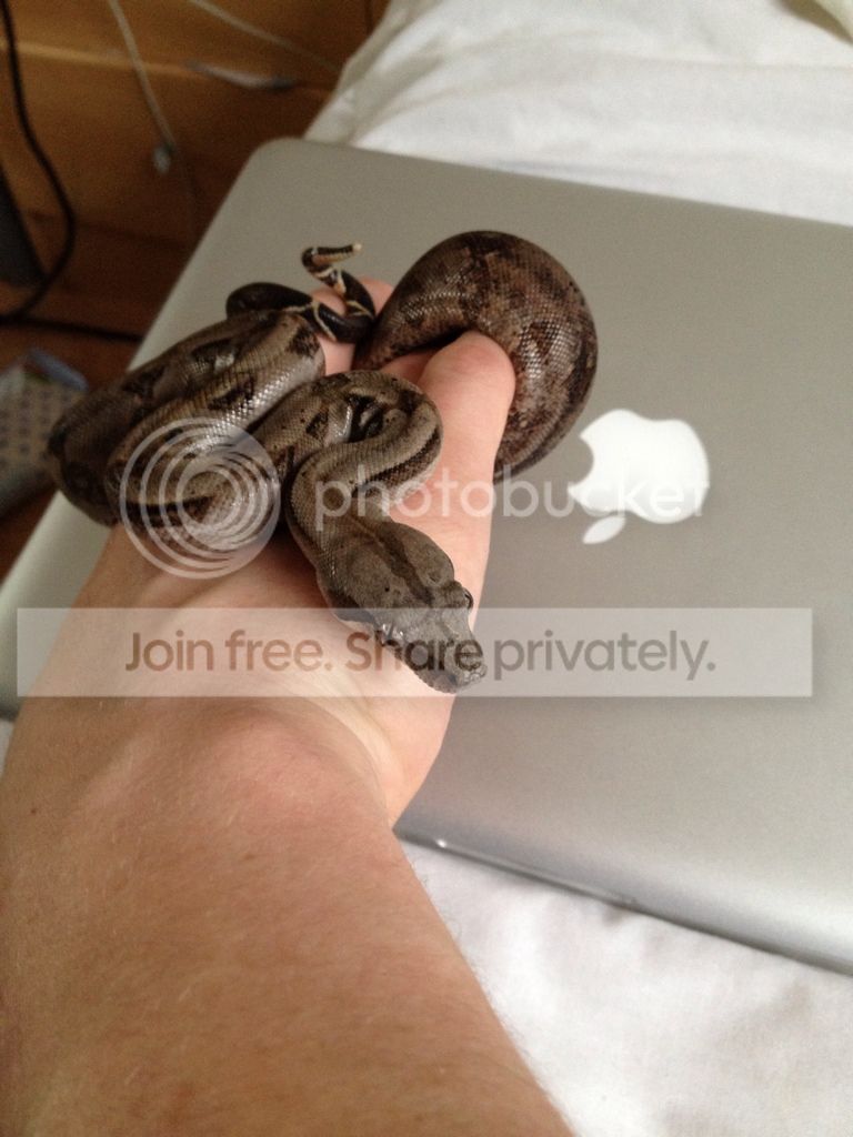 SE England - Common Boa BCI for Sale | Reptile Forums