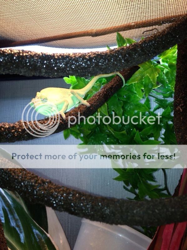 Bloated 5 month old Velied Chameleon? | Reptile Forums